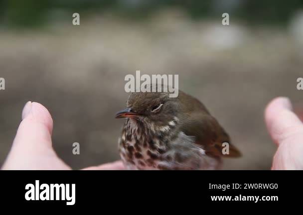 Fledgling young bird Stock Videos & Footage - HD and 4K Video Clips - Alamy