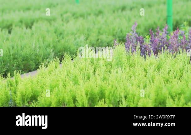 Growing plants to solve environmental problems. Resource renewal after ...