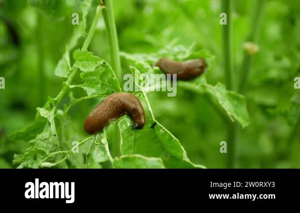 European garden snail Stock Videos & Footage - HD and 4K Video Clips ...