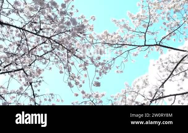 4k b-roll cinematic footage of Tokyo National Park during spring cherry ...