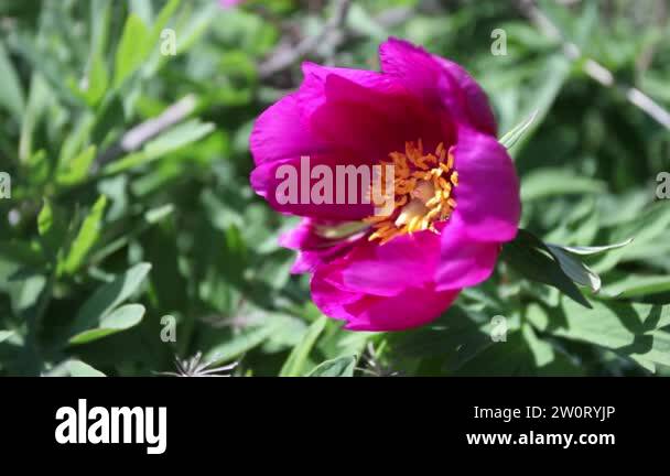 Alps poster Stock Videos & Footage - HD and 4K Video Clips - Alamy