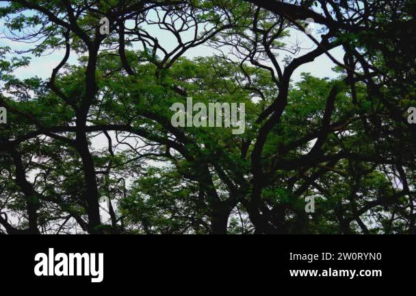 Chamchuri Tree, East Indian Walnut or Monkey Pod Tree without any wind ...