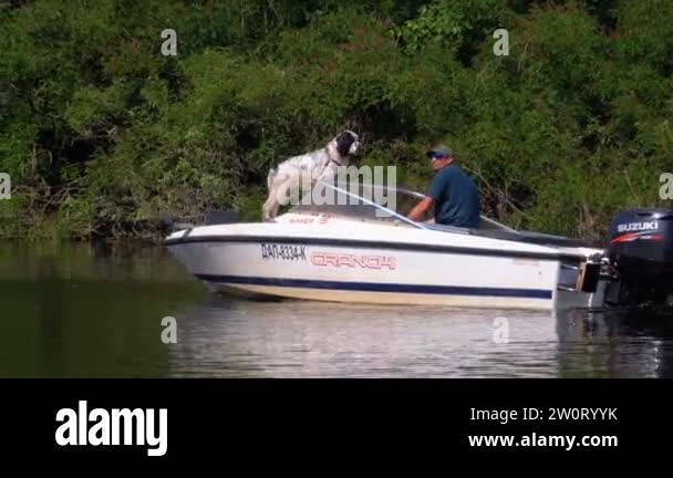 Dog on canal barge Stock Videos & Footage - HD and 4K Video Clips - Alamy