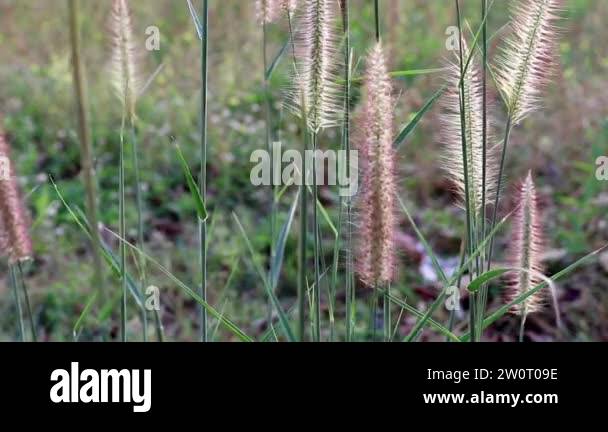 Ornamental grass. Pennisetum alopecuroides, known as Chinese ...