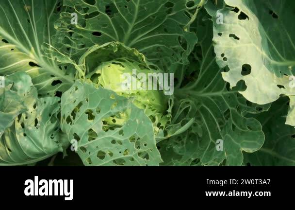 Cabbage damaged by insects pests close-up. Head and leaves of cabbage ...