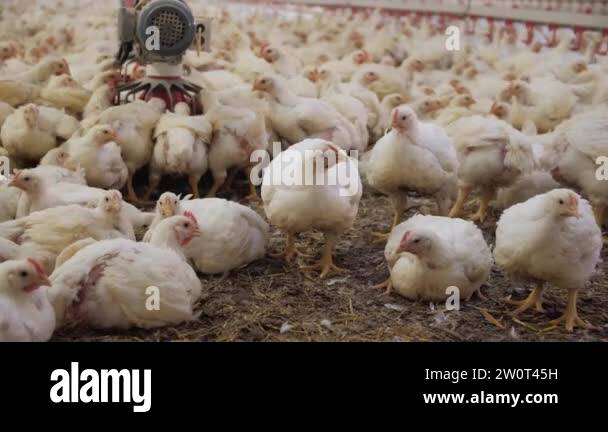 Poultry farm. Chickens for fattening on a modern poultry farm. Lots of ...