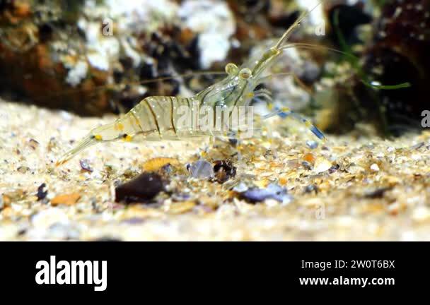 cute and funny prawn, Palaemon elegans, saltwater rockpool shrimp ...