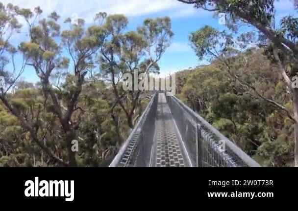 Time lapse point of view of person walking on Valley of the Giants Tree ...