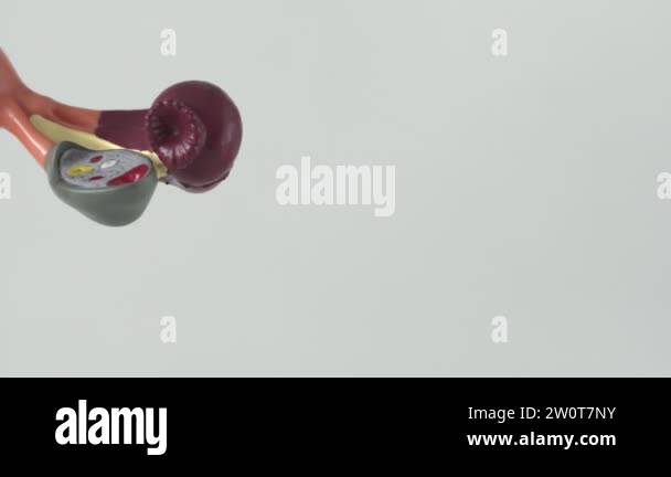 Mock reproductive female system on a white background. The concept of ...