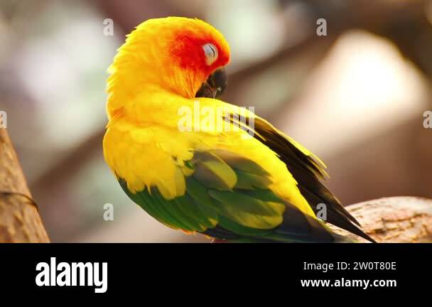 Sun conure aratinga Stock Videos & Footage - HD and 4K Video Clips - Alamy