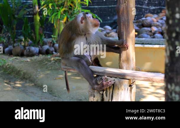 Monkey school Stock Videos & Footage - HD and 4K Video Clips - Alamy