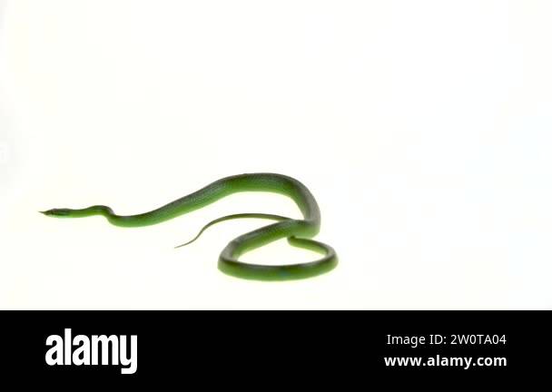 Rhinoceros Ratsnake or Rhynchophis Boulengeri. Also Known as Rhinoceros ...