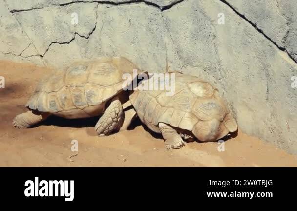 Animals fighting in the wild Stock Videos & Footage - HD and 4K Video ...