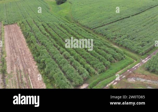 Cane drone sugar Stock Videos & Footage - HD and 4K Video Clips - Alamy
