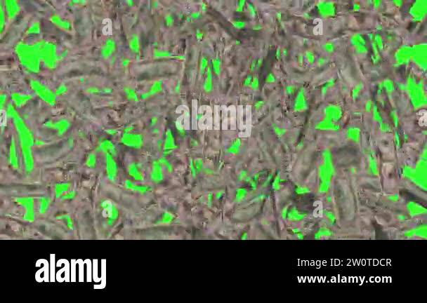 Green Screen fifty Dollar Bills Rain high density Effects Animation ...