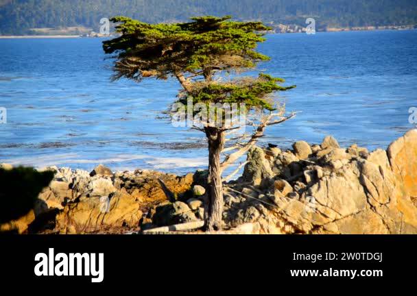 One cypress tree Stock Videos & Footage - HD and 4K Video Clips - Alamy