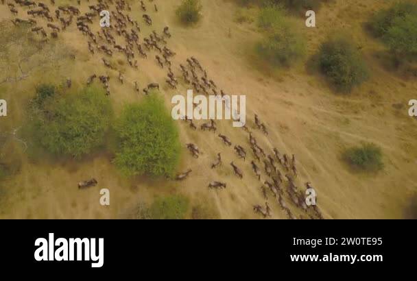 Migration africa savanna Stock Videos & Footage - HD and 4K Video Clips ...