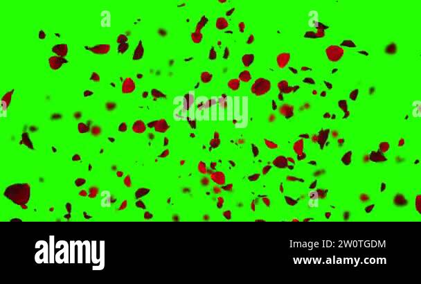 animation red rose petals flying with explosion from bottom on chroma ...