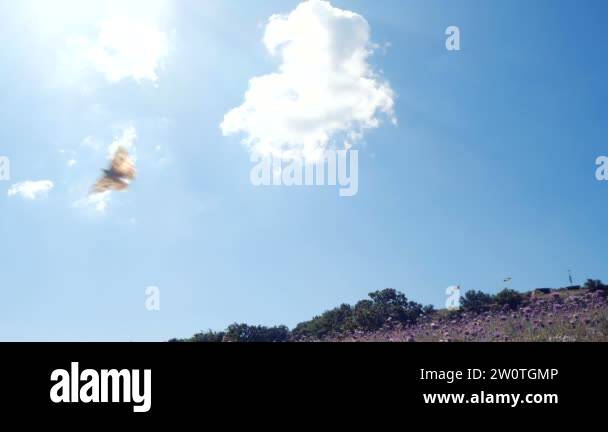 Lots of butterflies in SLOW MOTION over a field against beautiful blue ...