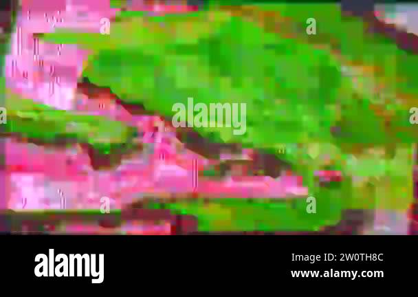 Premium colorful overlay. Surrealistic light leaks. Corrupted data, bad ...