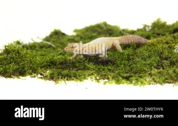 White leopard gecko Stock Videos & Footage - HD and 4K Video Clips - Alamy