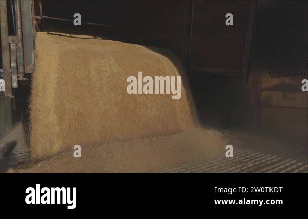 Unloading wheat in a warehouse with a car. Unloading wheat from a truck ...