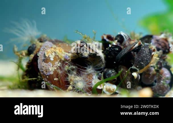 Marine bivalve mollusc Stock Videos & Footage - HD and 4K Video Clips ...