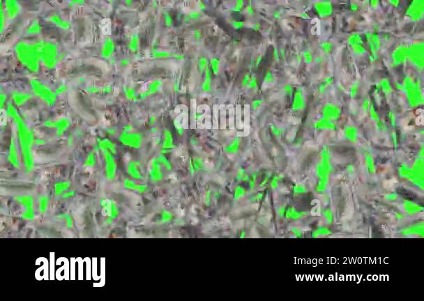 Green Screen hundred Dollar Bills Rain high density Effects Animation ...