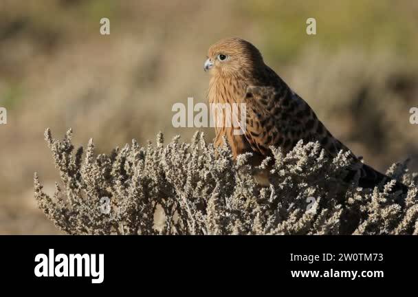 South african kestrel Stock Videos & Footage - HD and 4K Video Clips ...