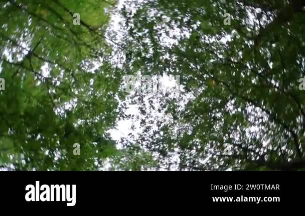 sky with trees in a 360 spinning effect, nature background video with ...