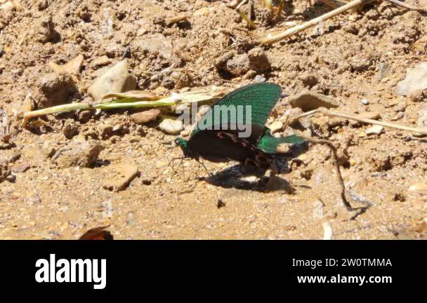 Paris tropical Stock Videos & Footage - HD and 4K Video Clips - Alamy