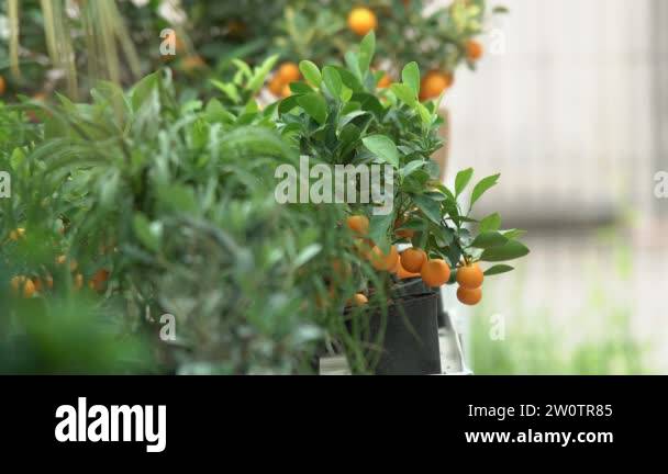 Green yuzu japanese citron Stock Videos & Footage - HD and 4K Video ...