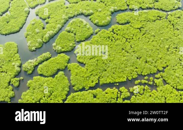 Mangroves with rivers in the Philippines. Tropical landscape with ...