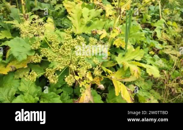 Seeds of wild poison plant Giant Hogweed. Maturation. Uncontrolled seed ...