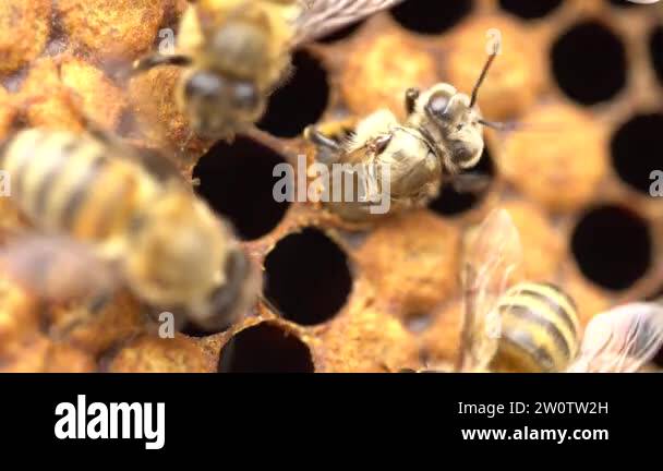 Honeybee emerging from cell. 21 days after the queen has laid an egg in ...