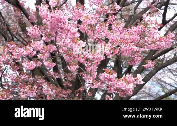 4k b-roll cinematic footage of Tokyo National Park during spring cherry ...