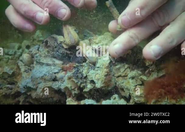 bivalve mollusc Barnea candida (Pholas candidus), diver picks up clams ...