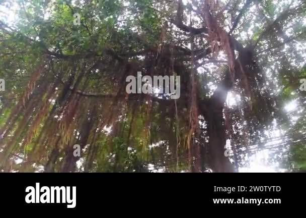 Baka tree Stock Videos & Footage - HD and 4K Video Clips - Alamy