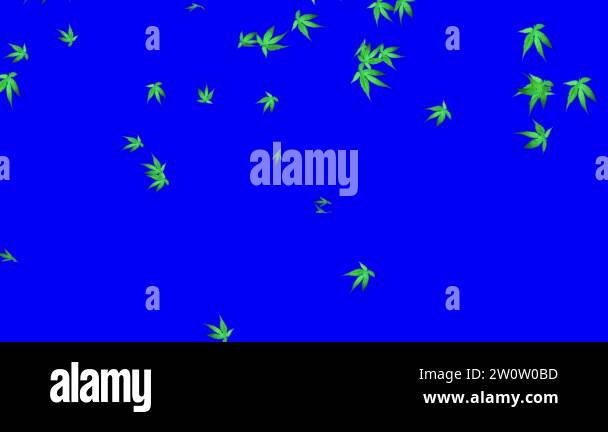 weed leaves green screen leaves cannabis leaves weed rain green screen ...