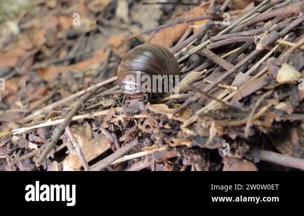 Curled position Stock Videos & Footage - HD and 4K Video Clips - Alamy