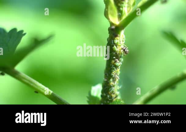 Aphid insect on a plant large colony of insect pests. A colony of ants ...