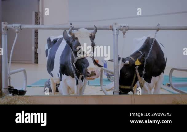 Portrait two cows eating Stock Videos & Footage - HD and 4K Video Clips ...