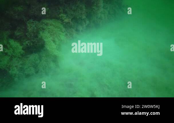 Rotting algae and mud at the bottom of the sea, eutrophication, rot ...