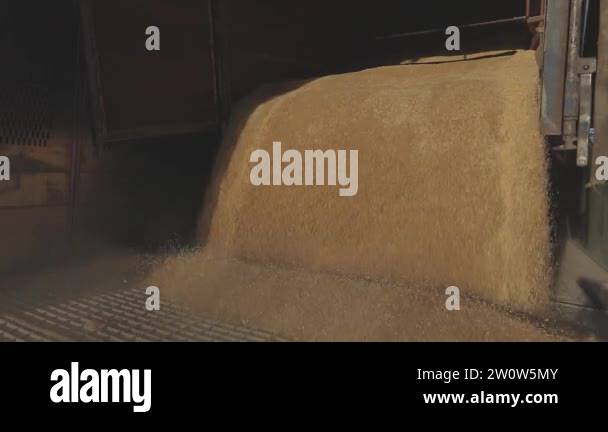 A lot of wheat is unloaded from the truck to the warehouse. Loading ...