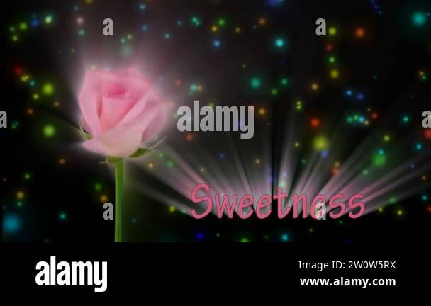 Montage of opening pale pink color Sweet Akito rose meaning Sweetness ...