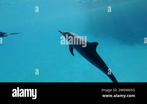 Dolphin slowly swims under surface of blue water. Slow motion, Top view ...