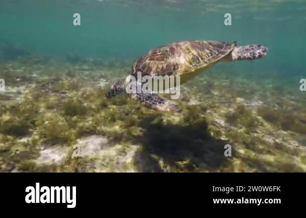 Sea turtle swims in shallow water of the coral reefs and eats seaweeds ...