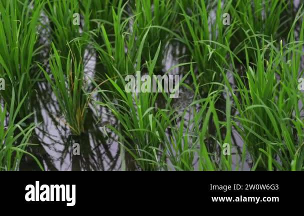 background view new green field healthy rice business. agriculture ...