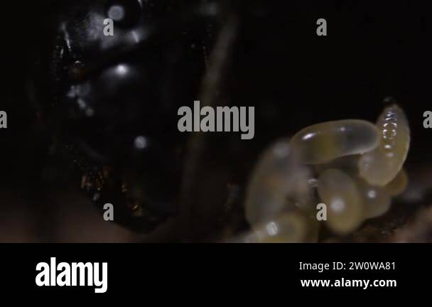 queen ant with eggs and larvae, extreme close-up, artificial anthill ...