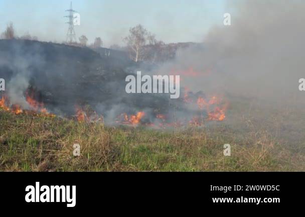 Burning field. Burning old dry last years grass. Dry grass in flame and ...